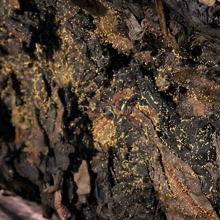 Black Brick Tea - Tea2Life